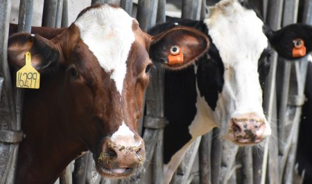 CowManager - Premier Select Sires