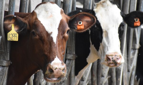 CowManager - Premier Select Sires