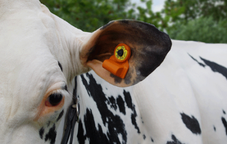 CowManager - Premier Select Sires